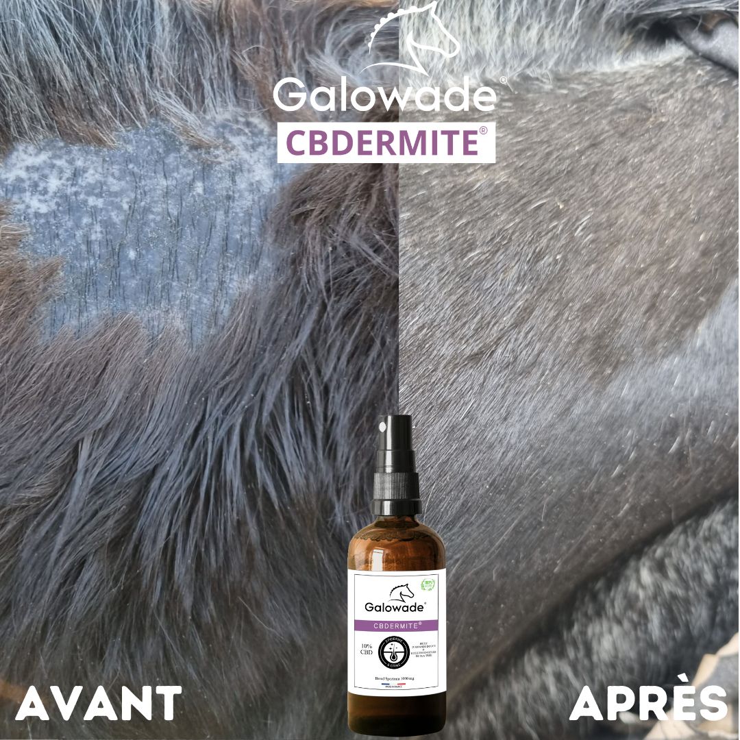 Dermite estivale du cheval : causes et traitements - Blog Equestra