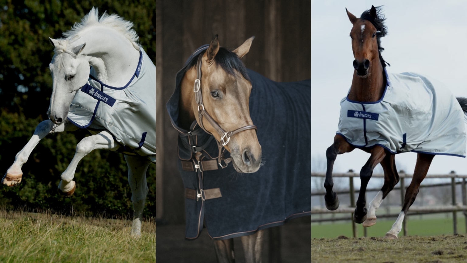 Accueil - Blog Equestra