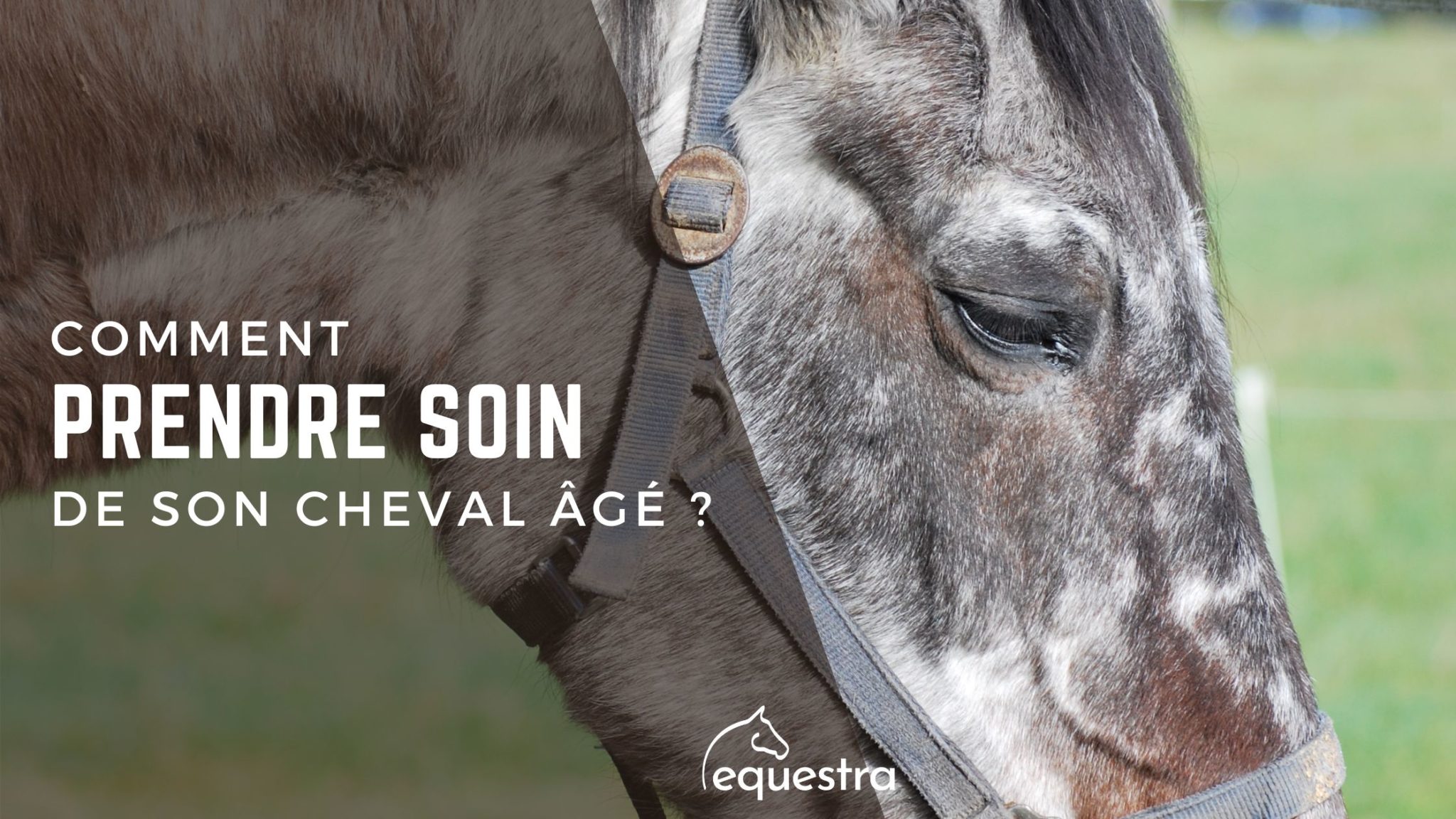 Accueil - Blog Equestra